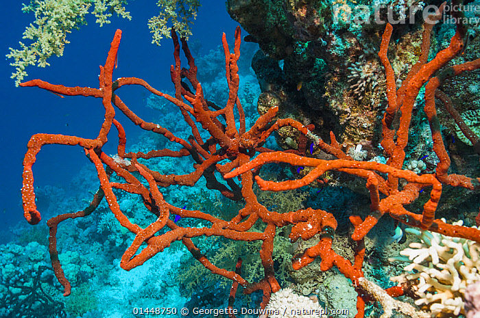 Stock photo of Red rope sponge (Amphimedon compressa) Egypt, Red Sea ...