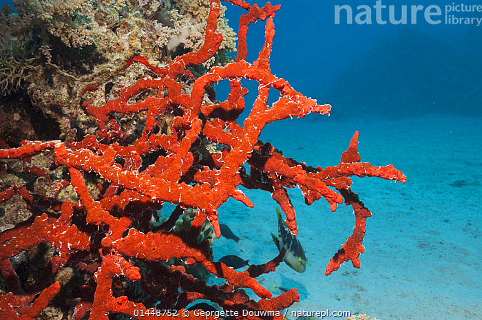 Stock photo of Red rope sponge (Amphimedon compressa) Egypt, Red Sea ...