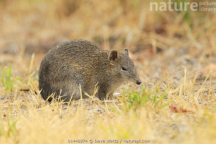 Stock photo of Southern Brown Bandicoot (Isoodon obesulus) digging ...