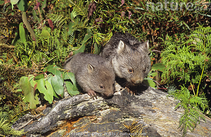 Stock photo of Two young Common wombats (Vombatus ursinus) Tasmania ...
