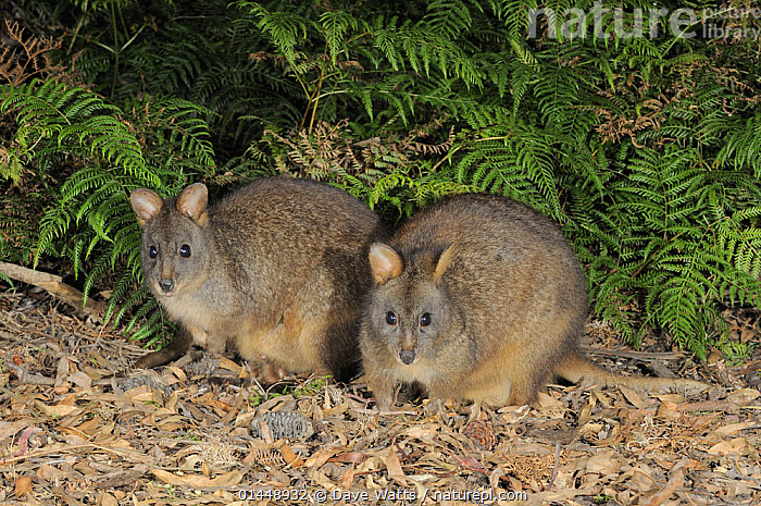 Stock photo of Tasmanian Pademelons (Thylogale billardieri) Tasmania ...