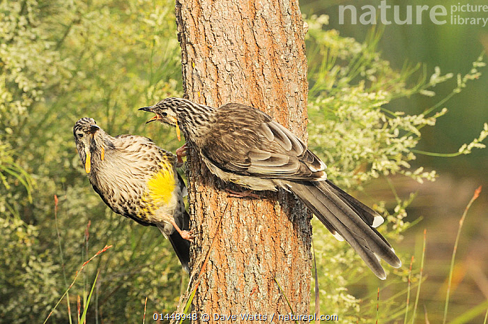 Stock photo of Yellow Wattlebird (Anthochaera paradoxa) pair ...