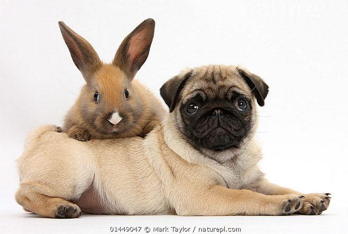 Stock photo of Fawn Pug puppy, 8 weeks, and young rabbit.. Available ...