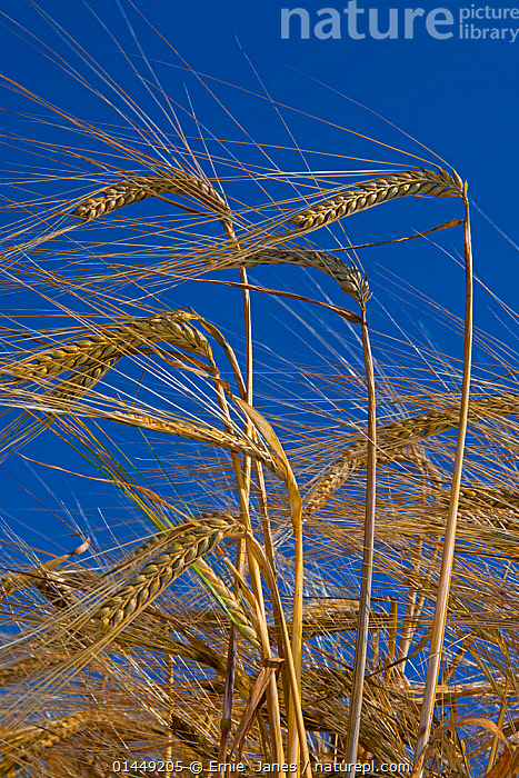 Stock photo of Ripe Barley crop (Hordeum vulgare) ready for harvesting ...