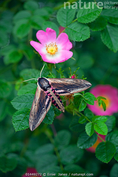 Stock photo of Privet hawk-moth (Sphinx ligustri) on Wild rose (Rosa ...