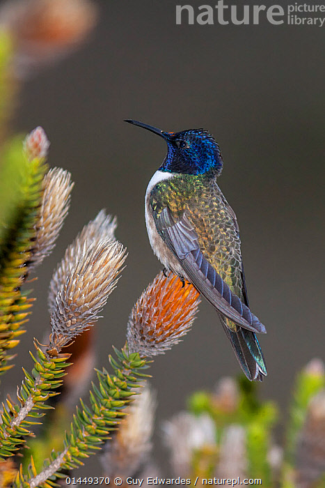 Stock photo of Ecuadorian Hillstar Hummingbird (Oreotrochilus ...