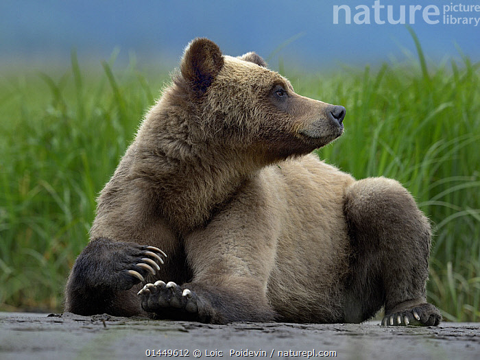 Bear Lying Down Photos: Churchill, Manitoba, During Polar Bear Season