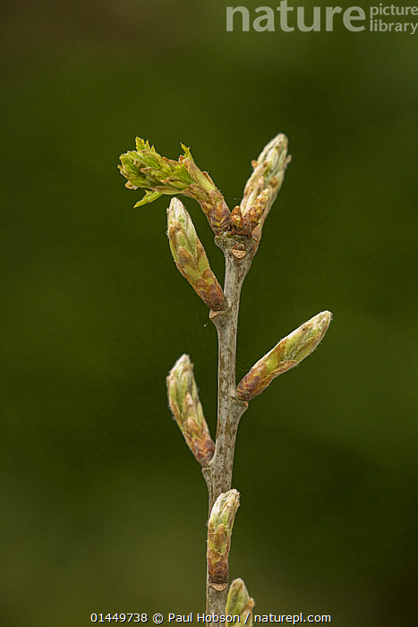 Stock photo of Oak tree bud (Quercus sp)beginning to open, England, UK ...