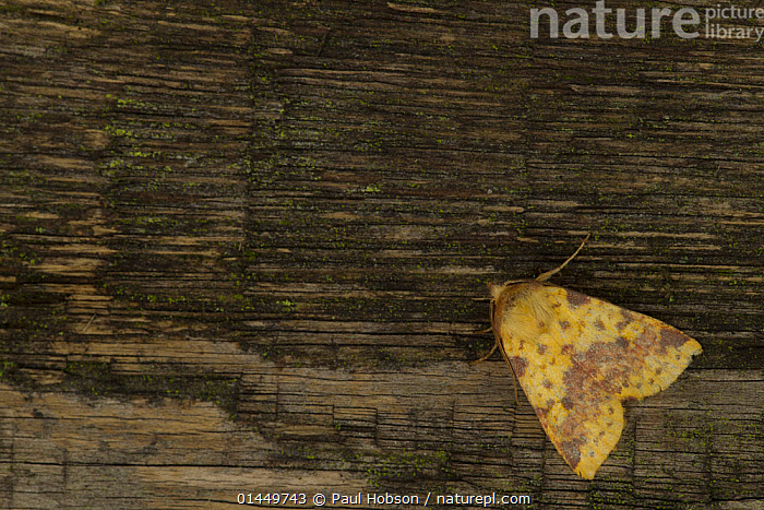 Stock photo of Pink-barred sallow moth (Xanthia togata) resting on dead ...
