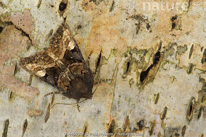 Stock photo of Small Angle Shades moth (Euplexia lucipara) on bark ...