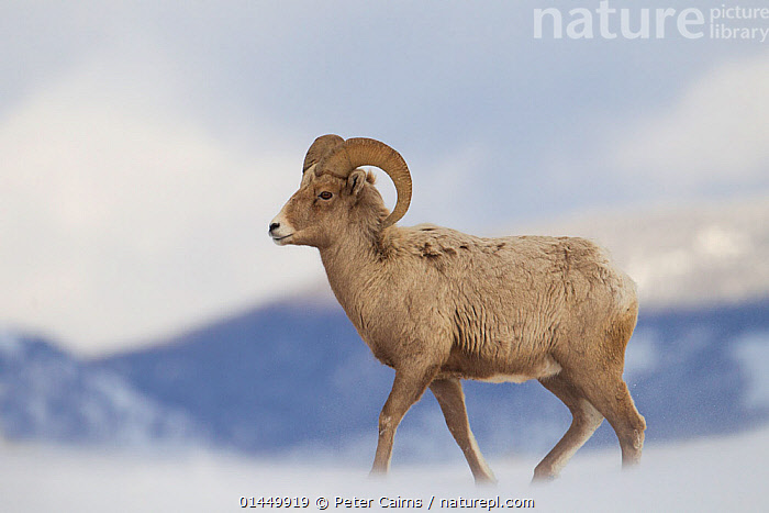 Ovis Canadensis Rocky Mountain Bighorn Sheep (Ovis Canadensis) Stock