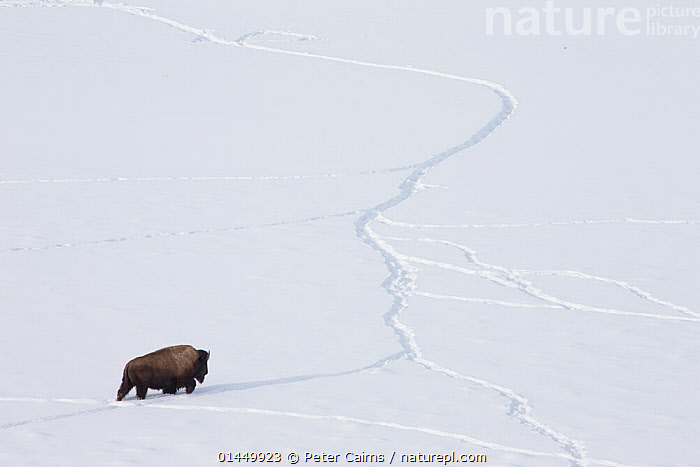 Stock photo of American bison (Bison bison) walking through snow using ...