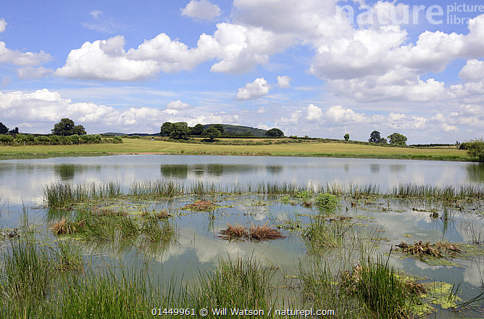 Stock photo of Glacial kettle hole pond with fringe of Common Spike ...