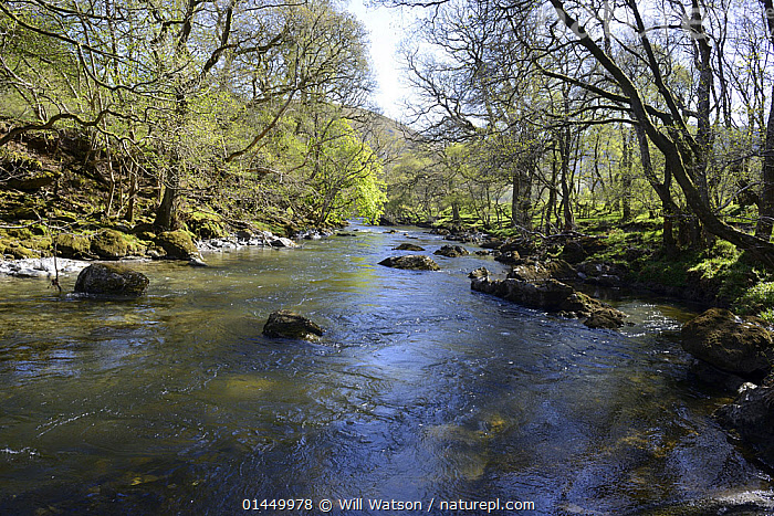 Stock photo of River Wye near Pont Marteg passing through Sessile Oak ...