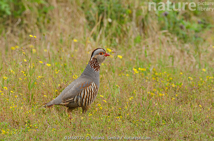 Stock photo of Barbary partridges (Alectoris barbara) El Hierro, Canary ...