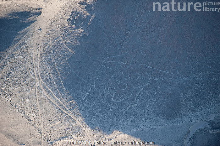 Stock photo of Geoglyph of Andean condor chick (Vultur gryphus) in the ...