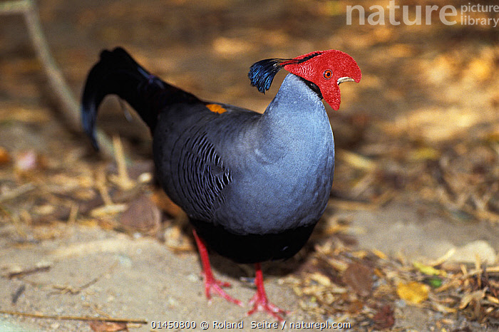 Stock photo of Siamese fireback pheasant (Lophura diardi) male, captive ...