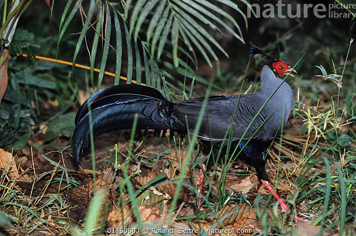 Stock photo of Siamese fireback pheasant (Lophura diardi) captive, from ...