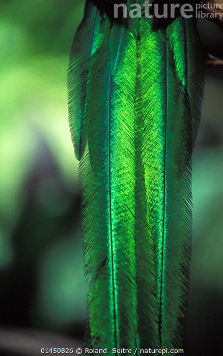 Stock photo of Resplendent quetzal (Pharomachrus mocinno) close up of ...