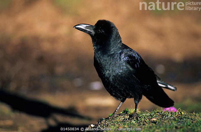Stock photo of Jungle Crow (Corvus macrorhynchos) on rock, Bhutan ...
