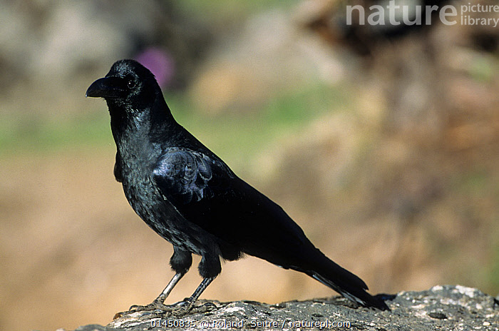 Stock photo of Jungle Crow (Corvus macrorhynchos) on rock, Bhutan ...
