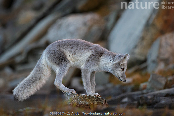Alopex Lagopus