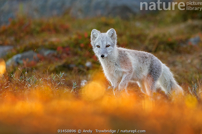 Stock photo of Arctic Fox (Alopex / Vulpes lagopus) portrait in early ...