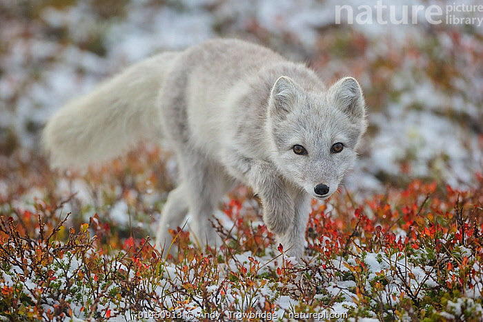 Stock photo of Arctic Fox (Alopex / Vulpes lagopus) portrait, during ...