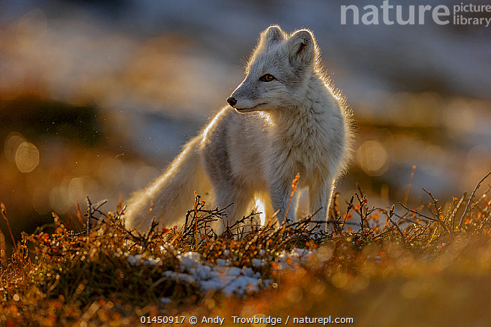 Stock photo of Arctic Fox (Alopex / Vulpes lagopus) backlit portrait ...