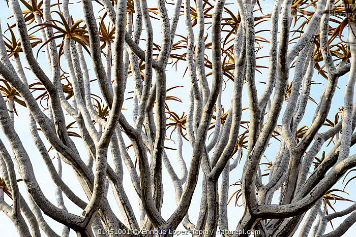 Stock photo of Kokerboom or Quiver Tree (Aloe dichotoma) Quiver tree ...