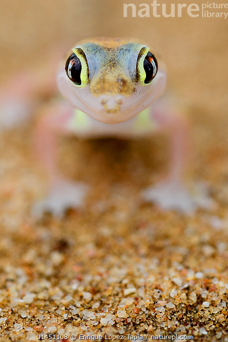 Stock photo of Web-footed gecko (Pachydactylus rangei) portrait ...