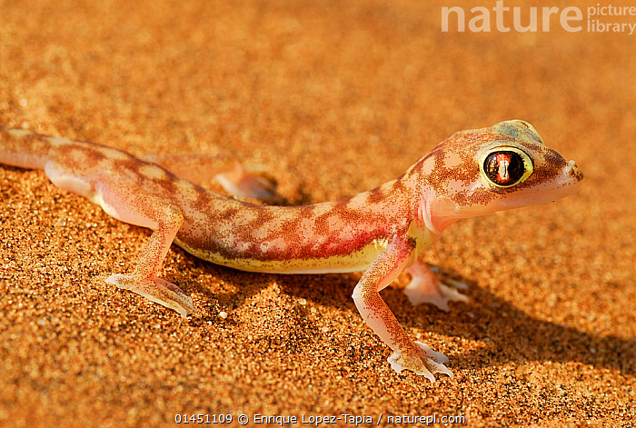 Stock photo of Web-footed gecko (Pachydactylus rangei) endemic species ...