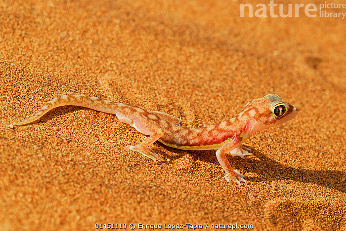 Stock photo of Web-footed gecko (Pachydactylus rangei) portrait ...