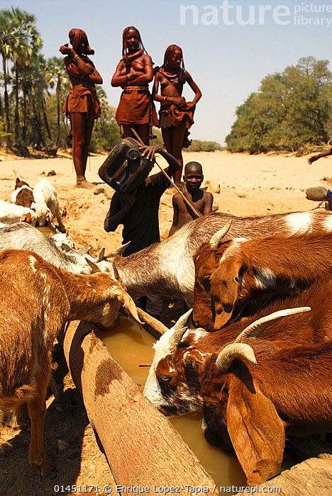 Stock photo of Himba people giving water to their goats. Kaokoland ...