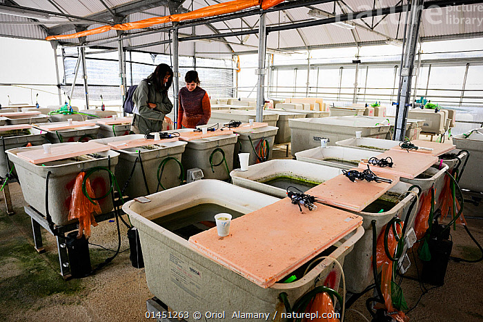 Stock photo of Valencia toothcarp / Samaruc (Valencia hispanica ...