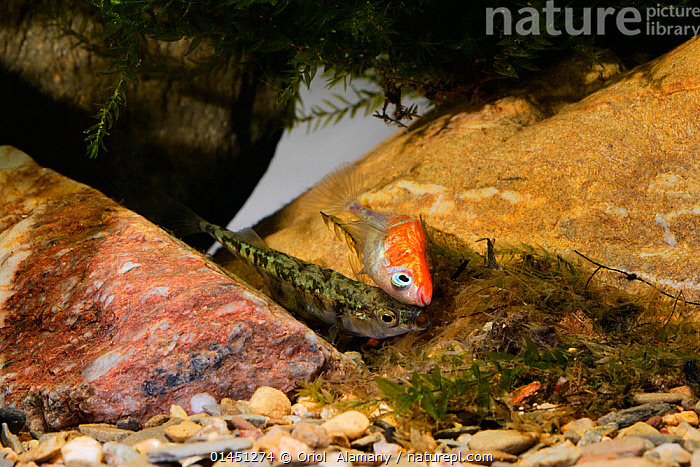 Stock photo of Three-spined stickleback (Gasterosteus aculeatus) male ...