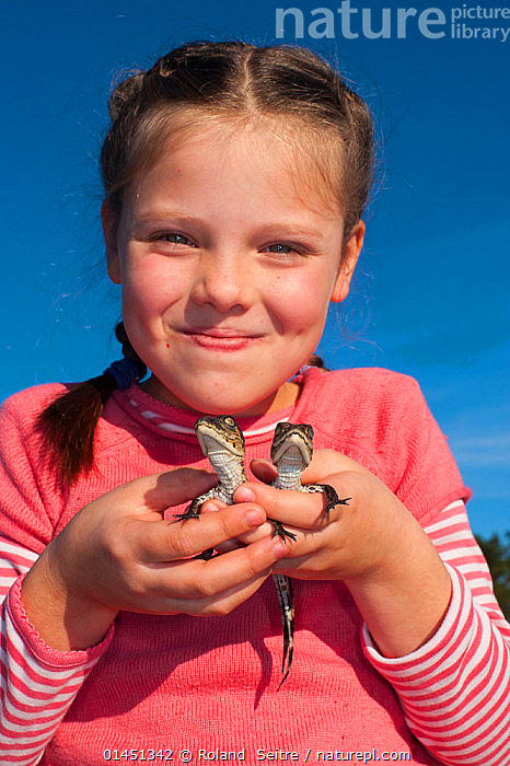 Stock photo of Girl holding two baby Common caimans (Caiman crocodilus ...