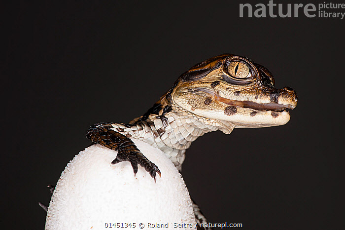 Stock photo of Baby Common caiman (Caiman crocodilus) emerging from egg ...