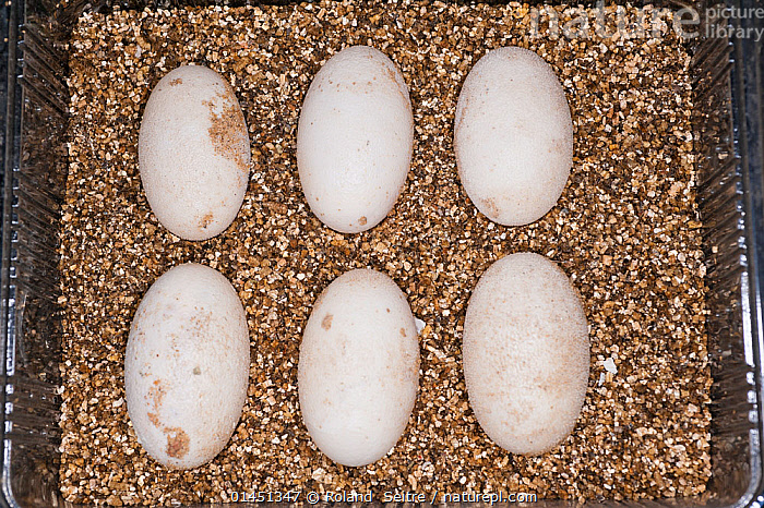 Stock photo of Six Common caiman (Caiman crocodilus) eggs in incubator ...