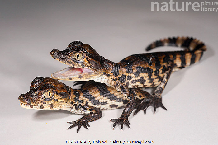 Stock photo of Two baby Common caimans (Caiman crocodilus) aged three ...