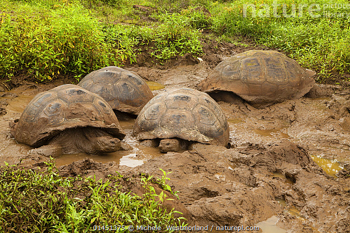 Stock photo of Galapagos giant tortoises (Chelonoidis nigra) taking mud ...
