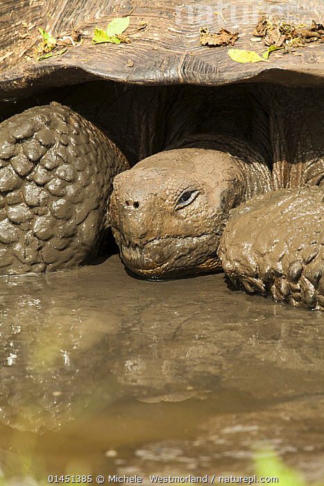 Stock photo of Galapagos giant tortoises, (Chelonoidis nigra) taking ...
