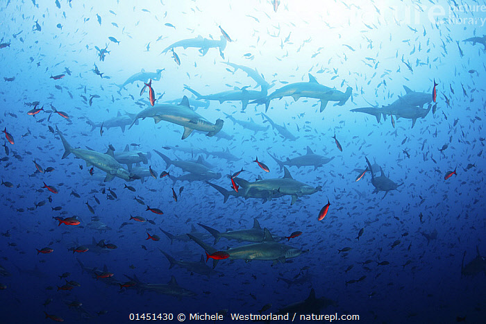 Great Hammerhead School