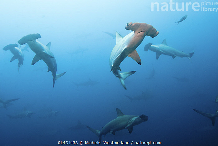 Stock photo of Scalloped hammerhead shark (Sphyrna lewini) shoal ...