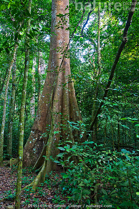 Stock photo of Buttress roots of Fig (Ficus) tree in semi-deciduous ...