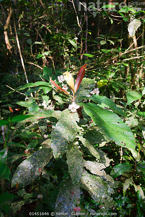 Stock photo of Iporuru (Alchornea floribunda), Budongo Forest Reserve ...