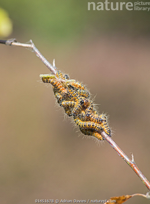 Stock photo of Buff Tip Moth (Phalera bucephala) larvae on silver birch ...