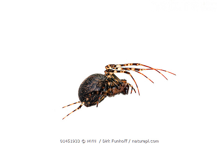 Giant African Cave Spider Cave Spider Stock Image. Image Of Cave,