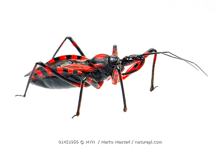 Stock photo of Red Assassin Bug (Rhynocoris iracundus), Slovenia ...