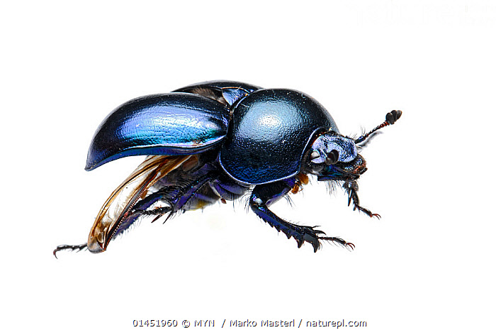 Stock photo of Forest Dung Beetle (Anoplotrupes stercorosus) with wing ...
